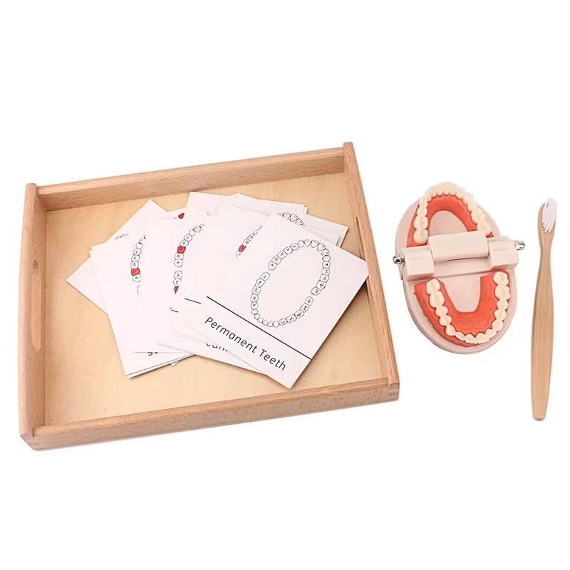 Montessori Teeth Brushing Teaching Aid - Best Montessori Toys ...