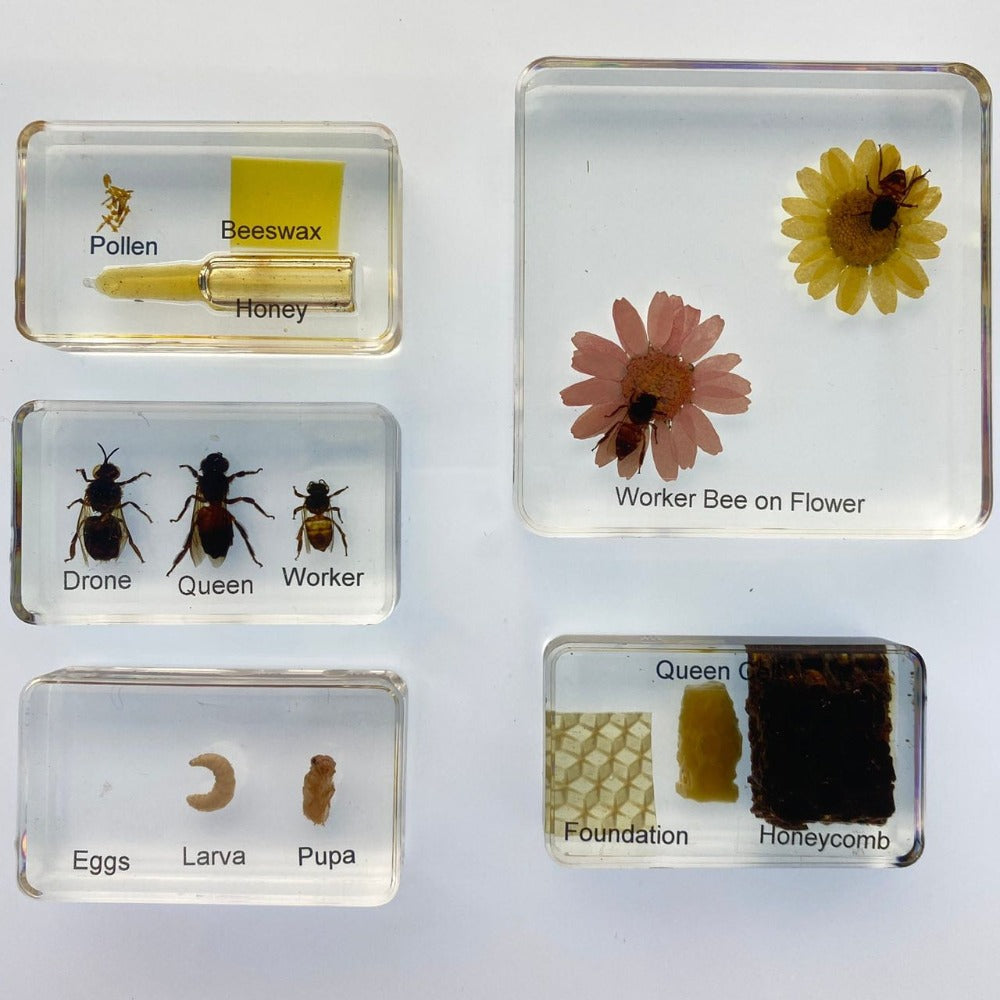 5 blocks Honey bee life cycle in resin - Best Montessori – Specialty ...
