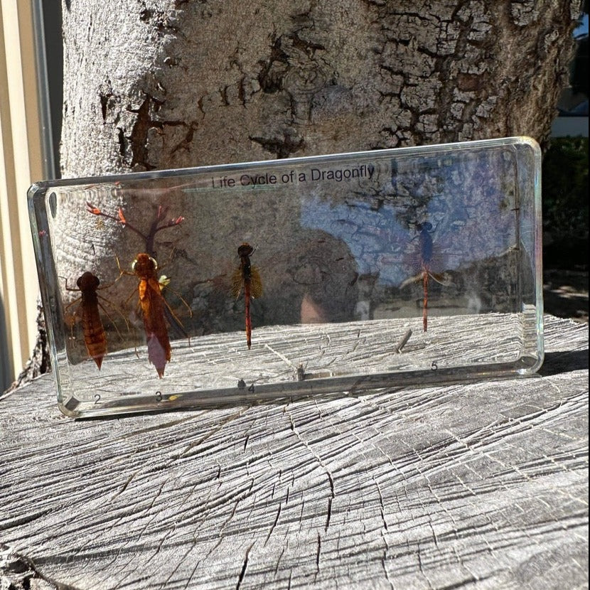 Dragonfly life cycle in Resin - Best Montessori Toys – Specialty Toys ...