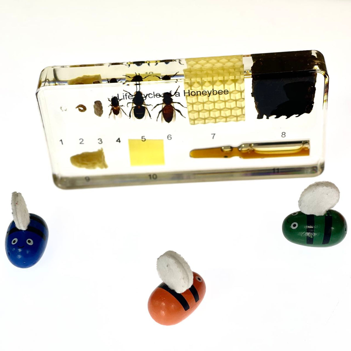 Honey Bee Life Cycle in Resin - Best Montessori – Specialty Toys Australia