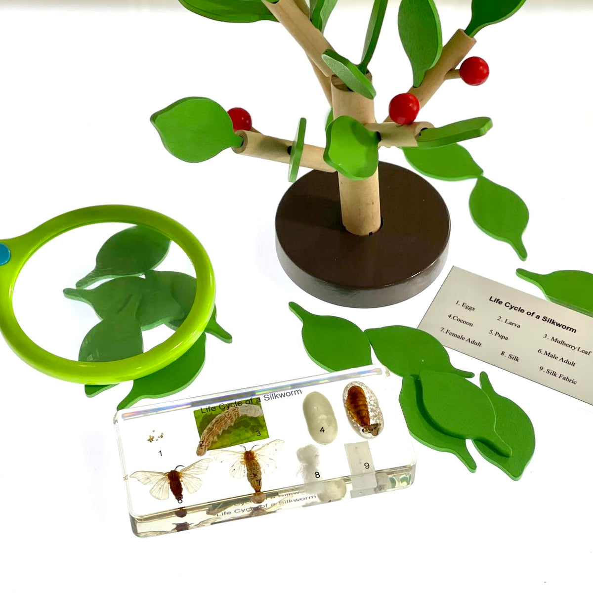 Silkworm Life Cycle In Resin - Best Montessori – Specialty Toys Australia
