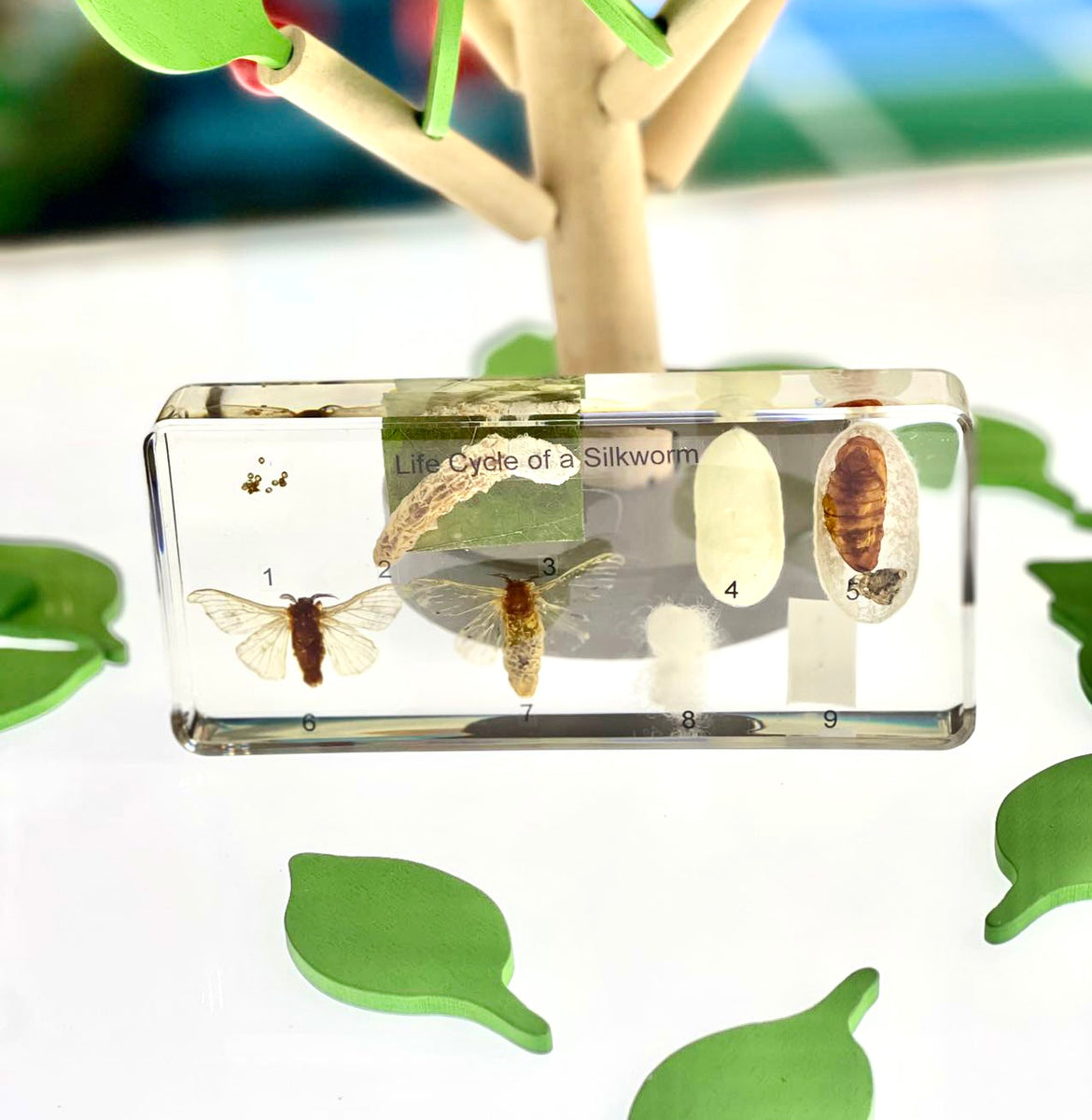 Silkworm Life Cycle In Resin - Best Montessori – Specialty Toys Australia