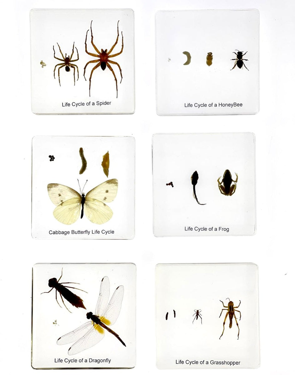 6 Insects Life Cycle in Resin - Best Montessori – Specialty Toys Australia