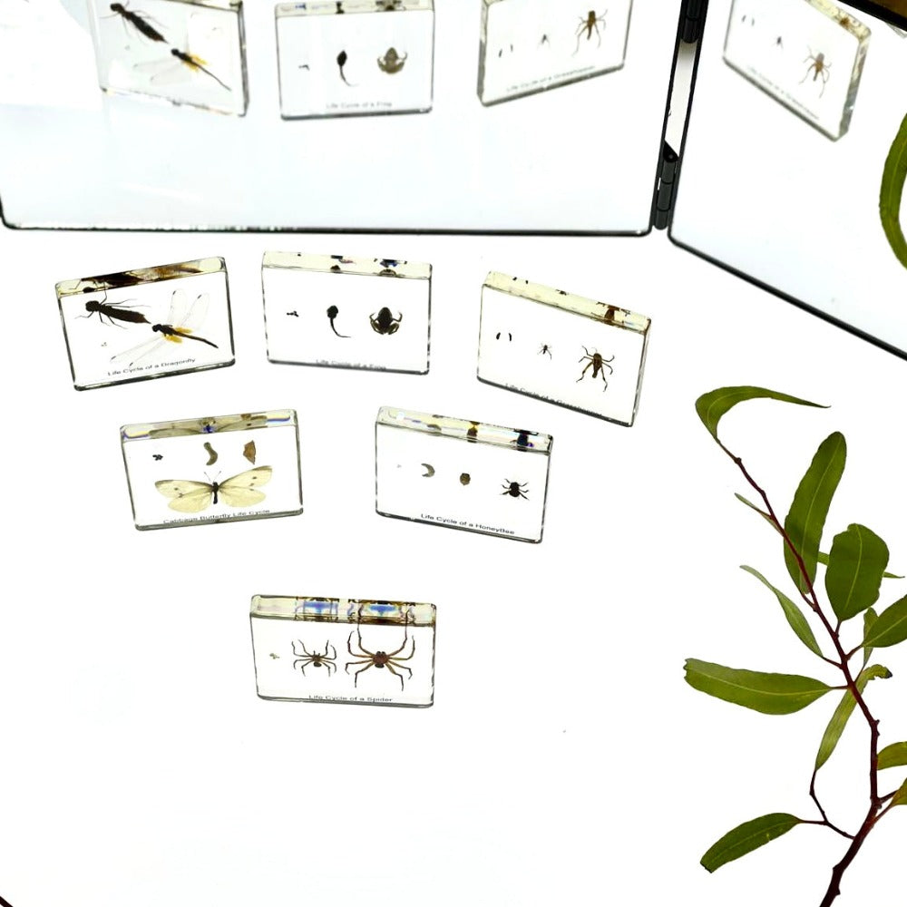 6 Insects Life Cycle in Resin - Best Montessori – Specialty Toys Australia