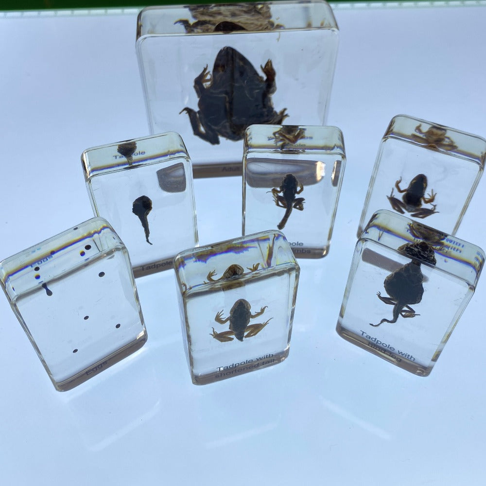 7 blocks Frog life cycle in Resin - Best Montessori – Specialty Toys ...