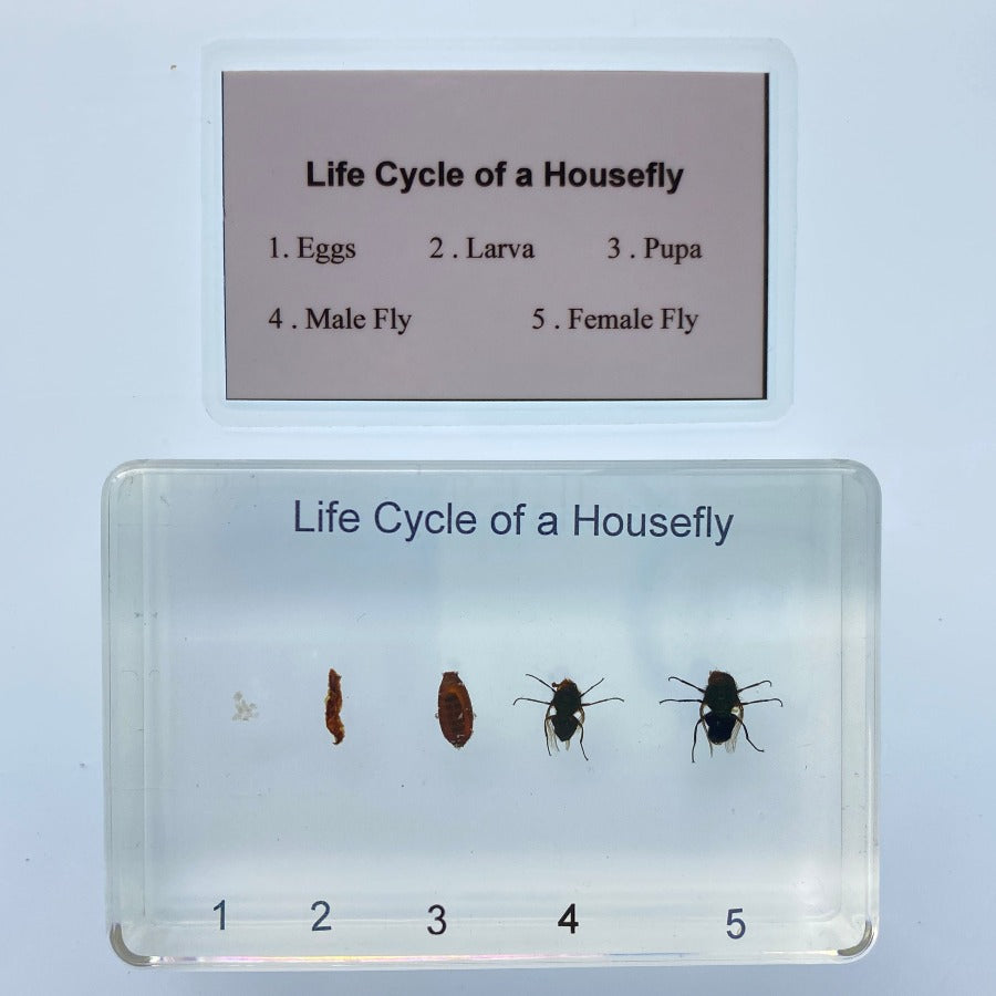 Housefly Life Cycle in Resin - Best Montessori – Specialty Toys Australia