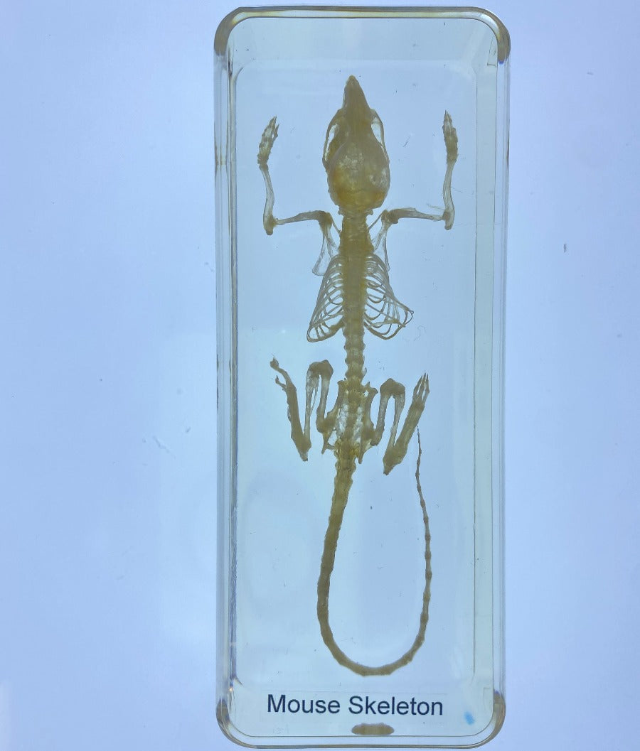 Mouse Skeleton in Resin - The best Montessori – Specialty Toys Australia