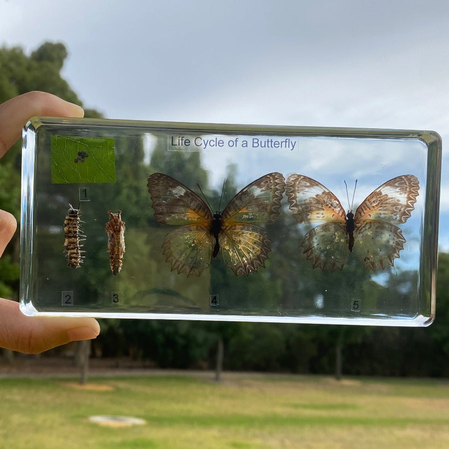 Butterfly Life Cycle In resin - Best Montessori – Specialty Toys Australia