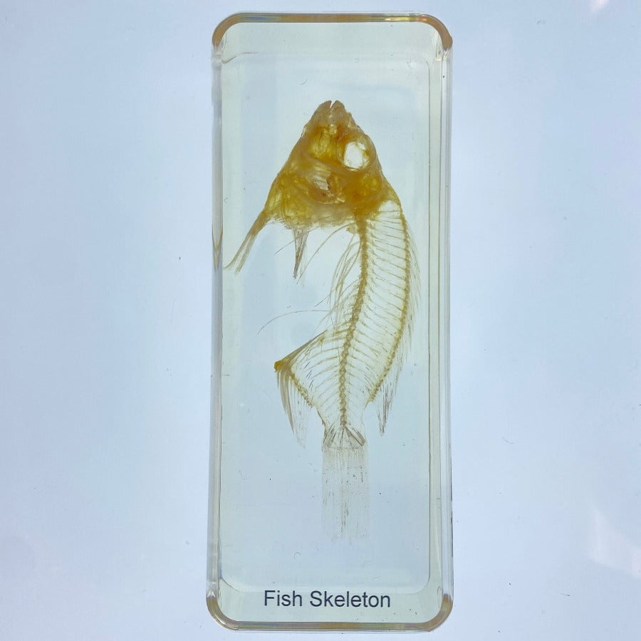 Fish Skeleton In Resin – Specialty Toys Australia