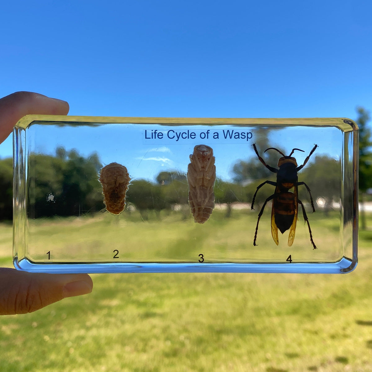 Life Cycle of Wasp In Resin - Best Montessori Toy – Specialty Toys ...