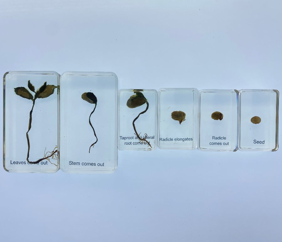 Bean Life Cycle in Resin - Best Montessori – Specialty Toys Australia