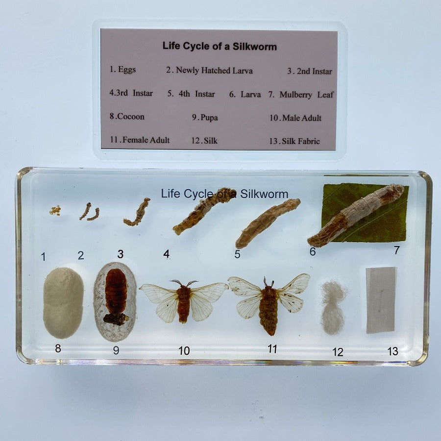 13 steps Silkworm life cycle in resin - Best Montessori – Specialty ...