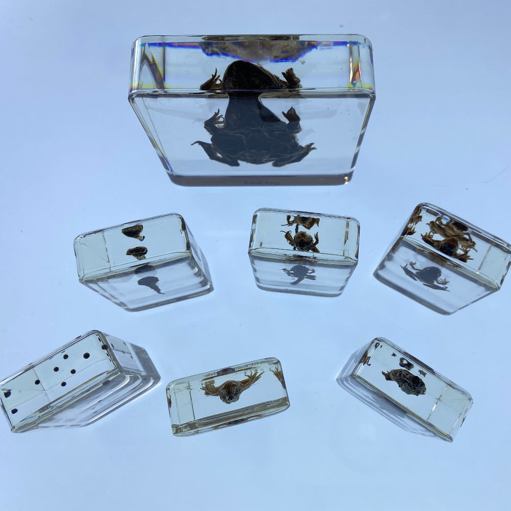 7 blocks Frog life cycle in Resin - Best Montessori – Specialty Toys ...