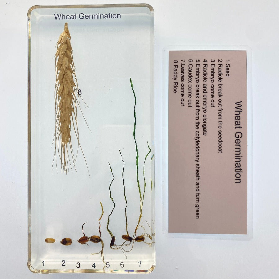 Wheat Germination In Resin - Best Educational Montessori Toys ...