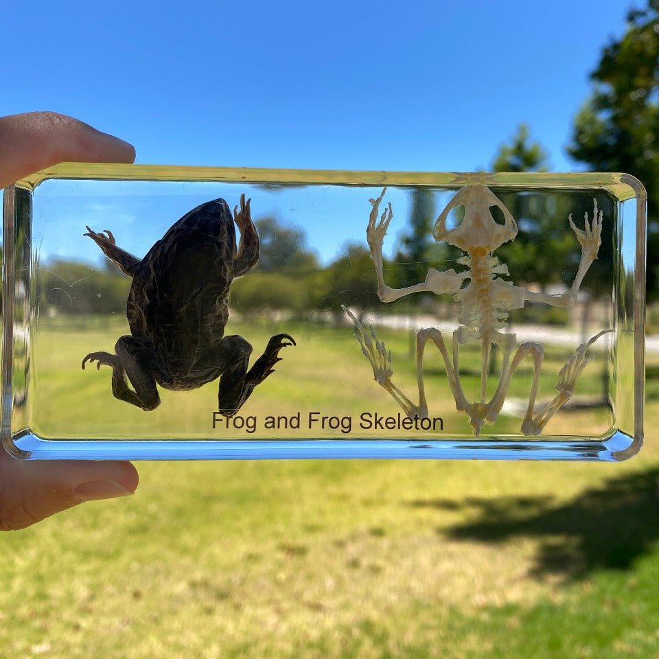 Frog and Frog Skeleton in Resin- Best Montessori – Specialty Toys Australia
