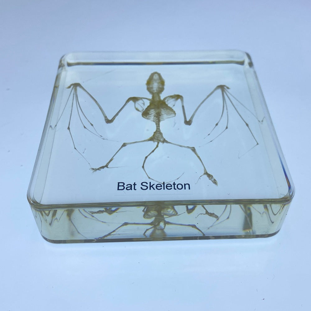 Bat Skeleton in Resin - Best Montessori – Specialty Toys Australia