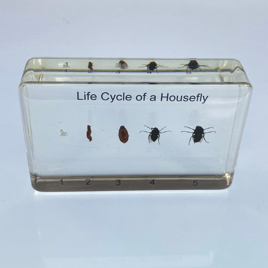 Housefly Life Cycle in Resin - Best Montessori – Specialty Toys Australia