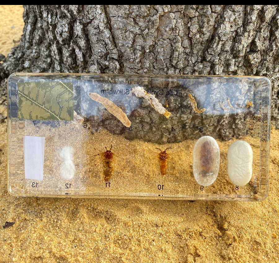 13 steps Silkworm life cycle in resin - Best Montessori – Specialty ...