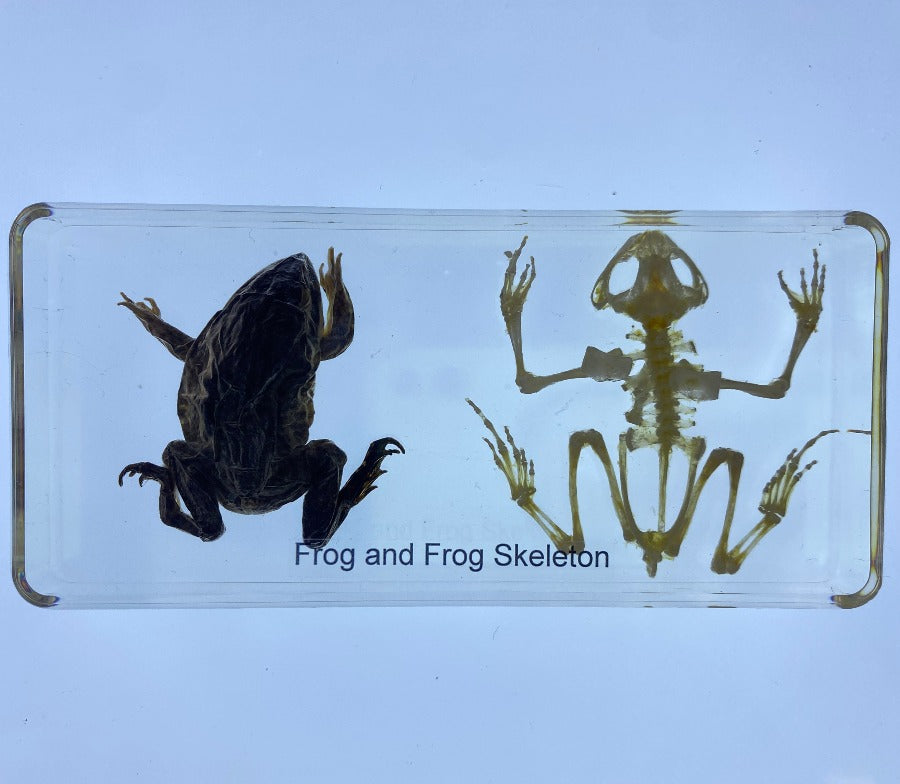 Frog and Frog Skeleton in Resin- Best Montessori – Specialty Toys Australia
