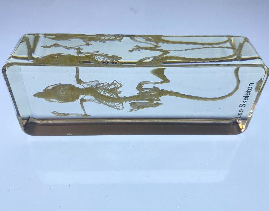Mouse Skeleton in Resin - The best Montessori – Specialty Toys Australia
