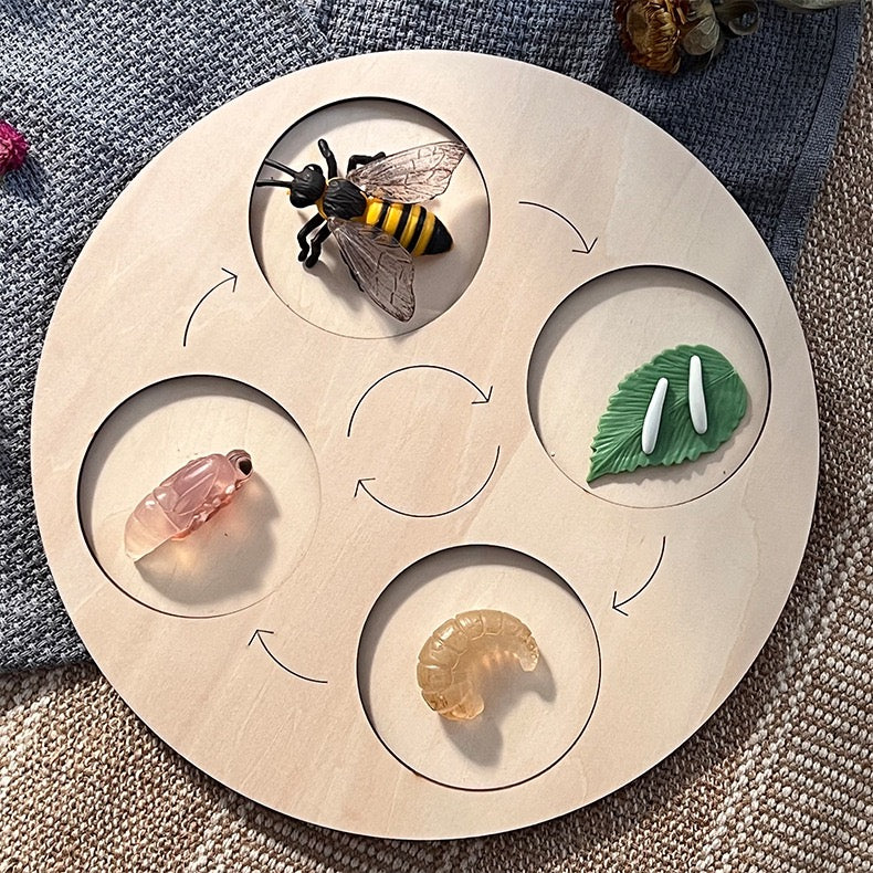 Animal life cycle with Wooden plate - Best montessori toys – Specialty ...