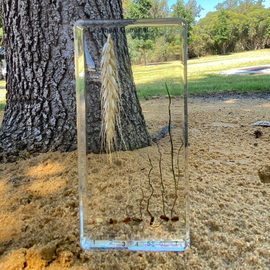 Wheat Germination In Resin - Best Educational Montessori Toys ...