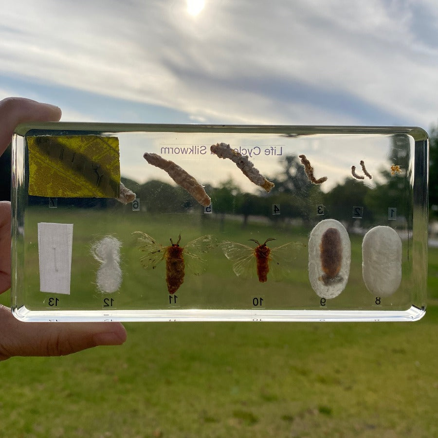 13 steps Silkworm life cycle in resin - Best Montessori – Specialty ...