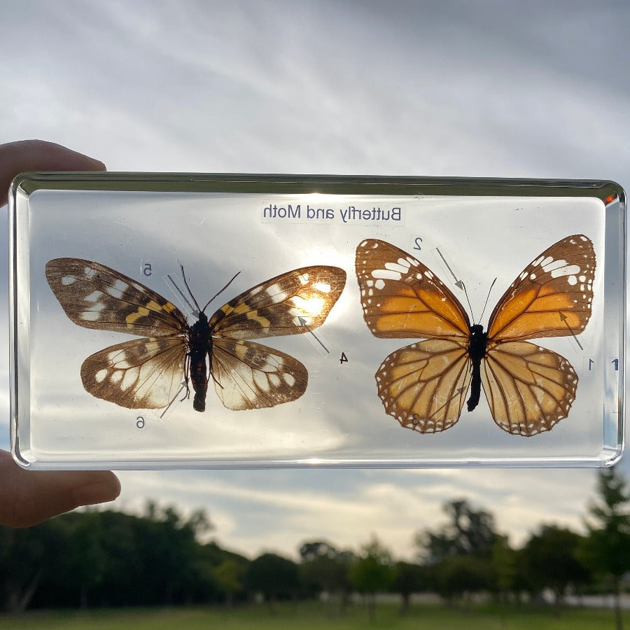 Butterfly and Moth in Resin - Best Montessori Educational Toys ...
