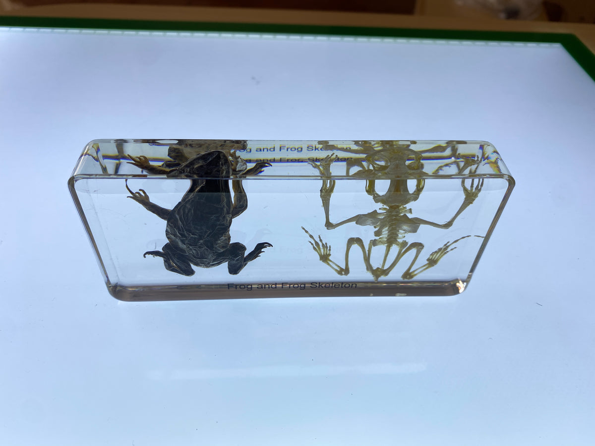 Frog and Frog Skeleton in Resin- Best Montessori – Specialty Toys Australia