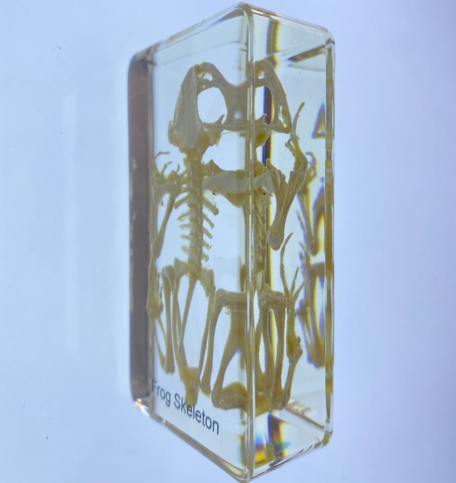 Frog Skeleton in Resin- The best Montessori – Specialty Toys Australia